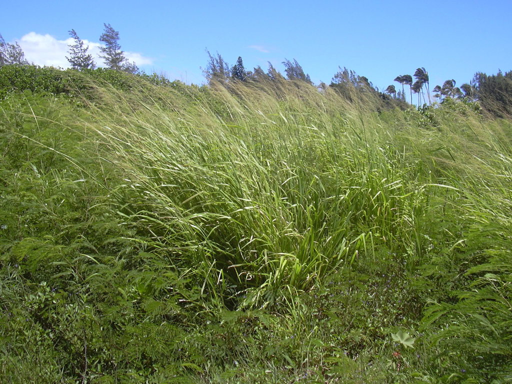 Grass Fire Cycle and Invasive Species | Pacific Fire Exchange