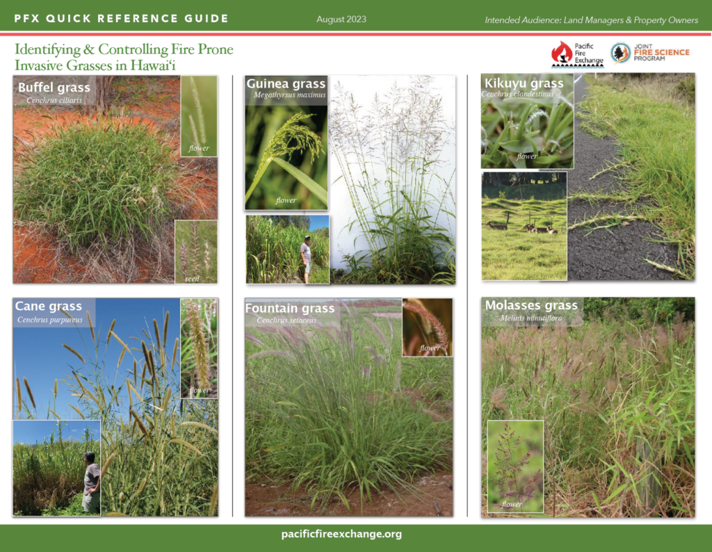 Identifying & Controlling Fire Prone Invasive Grasses in Hawai‘i | Pacific Fire Exchange