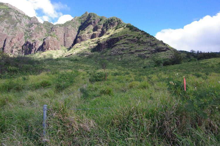 Pacific Island Wildfire Data | Pacific Fire Exchange